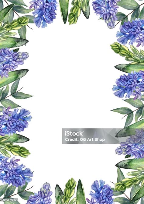 꽃이 만발한 히아신스 닫힌 꽃 봉오리가있는 히아신스 나뭇잎의 수채화 손으로 그린 요소가있는 미리 만들어진 프레임 0명에 대한 스톡 벡터 아트 및 기타 이미지 Istock