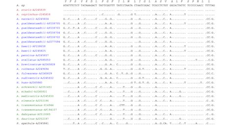 Alignment Of The Cytochrome B Sequence Obtained For The Four Specimens Download Scientific