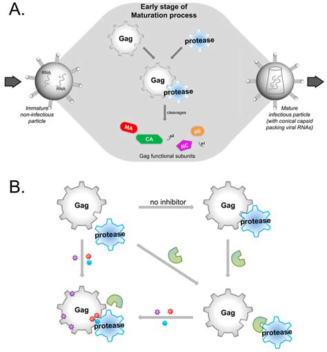A Schematic Map Of Associated Gag Protease Drug Resistant Mutations