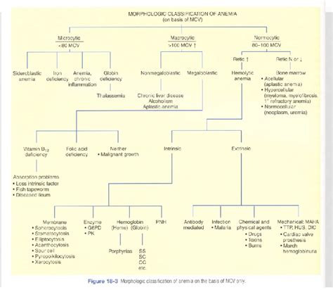 Hematology Lecture 16 Normochromic Normocytic Anemia Aplastic Diagram Quizlet