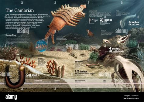 First Multicellular Organisms First Multicellular Organisms When Did