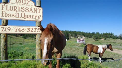 Best Place To Find Fossils Near Colorado Springs Unlimited Hunting