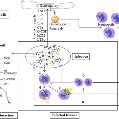 Mechanism Of Action Of Ciprofloxacin A Release Of Ciprofloxacin At Download Scientific