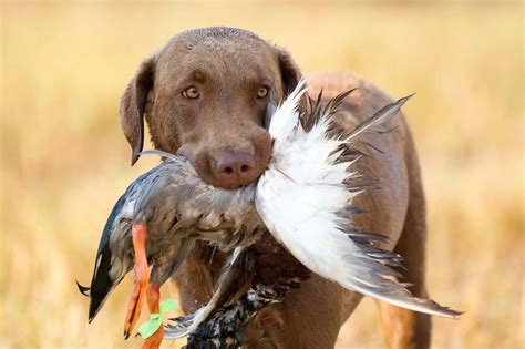 The Best Duck Hunting Dogs Top Breeds For Every Hunter Setters Point