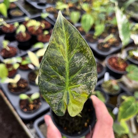 Alocasia Regal Shields Variegated Greenroom Planter