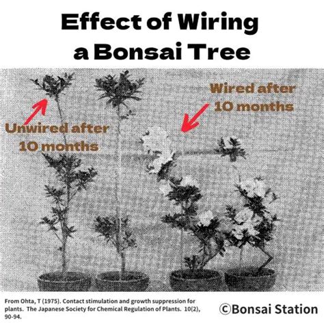 How Bonsai Trees Stay Small A Cool Scientific Reason