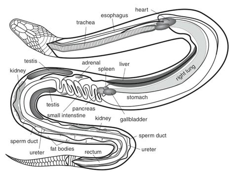 Anatomical Diagram Of A Snake Rsnakes Anatomical Diagram Of A Snake Rsnakes