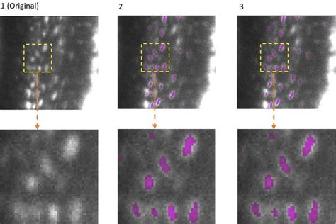 Analyzing Microscopic Images New Open Source Software Makes Ai Models