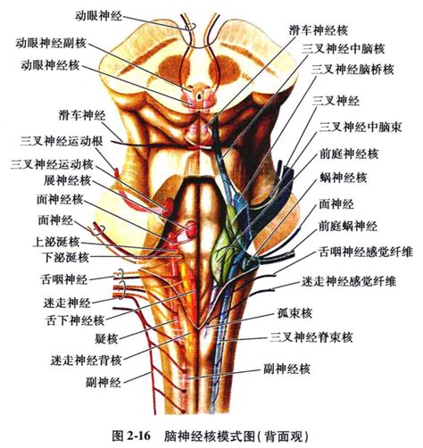 延髓的解剖生理及定位诊断 Medsci Cn