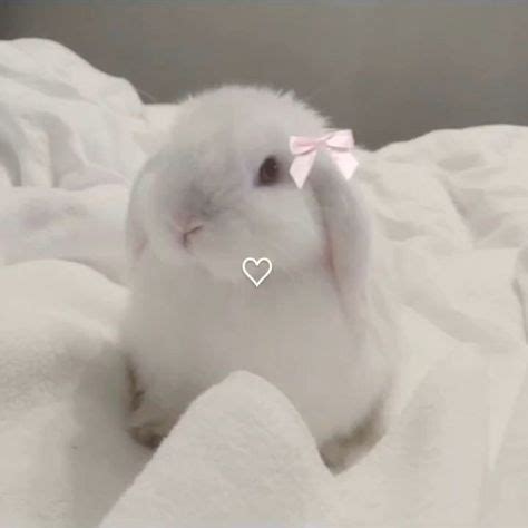 Cute Bunny Pfp Cute Bunny Pfp
