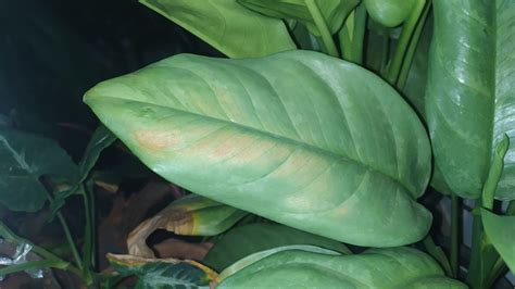 Leave Detection Object Detection Model By Kmitl