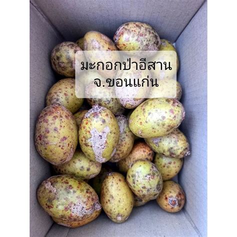 มะกอกป่า 5 กก ใส่ส้มตำอร่อย พร้อมส่ง Shopee Thailand