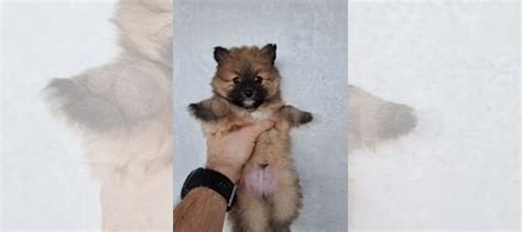 Шпиц купить в Тольятти Животные и зоотовары Авито