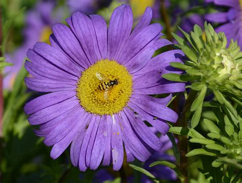 Hoverflies Pollinators And Predators Sally Morgan Living On One Acre Or Less