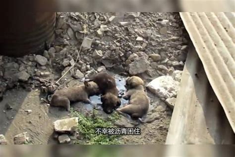 狗狗被沥青困住奄奄一息！被好心人解救后，居然变这样！