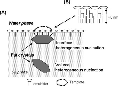 Effects Of Emulsifiers On Crystallization Behavior Of Lipid Crystals In