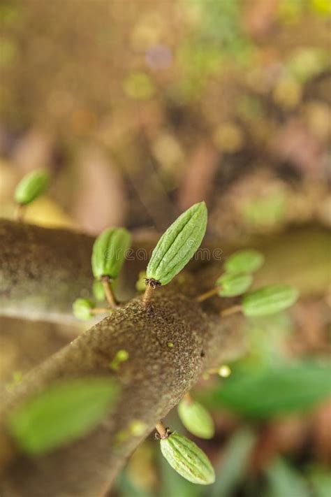 Young Cocoa Tree In Nursery Stock Image Image Of Environment Botany 196410469