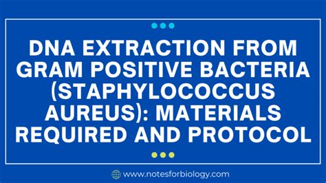 Dna Extraction From Gram Positive Bacteria