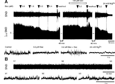 Sympathetic Preganglionic Neuron Semantic Scholar