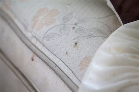 How To Get Rid Of Bed Bugs In Your Home