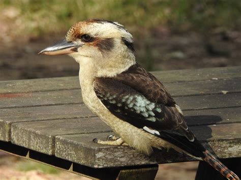 Kookaburras Up Close Trevors Birding