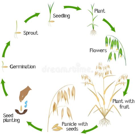 Ciclo De Crecimiento De Una Planta De Avena Sobre Fondo Blanco