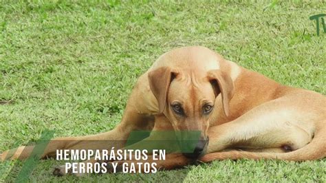 Hemoparásitos En Perros Y Gatos Tvagro Por Juan Gonzalo Angel Restrepo Youtube