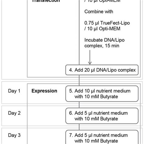 Starting With Cell Seeding The Entire Protocol Takes 7 Days At The