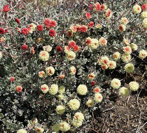 Douglas Buckwheat From Kittitas County WA USA On May 9 2024 At 10