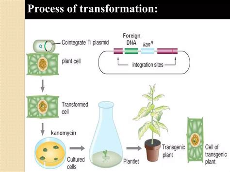 Agrobacterium Mediated Transformation Its Mode Of Action And