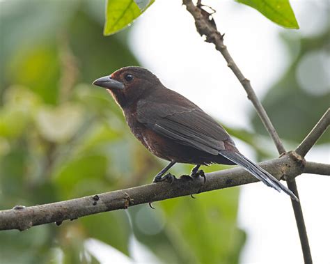 Foto Pipira Vermelha Ramphocelus Carbo Por Gabriel Iauci Wiki Aves