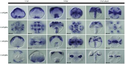 Tgf B Receptor Expression Patterns Expression Of Tgf B Receptors Download Scientific Diagram
