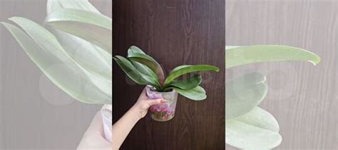 Орхидея фаленопсис джойрайд (joyride) купить в Москве | Товары для дома ...