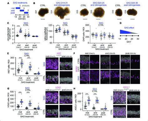Experimental Stimulation Of Cell Proliferation For MRO Enlargement