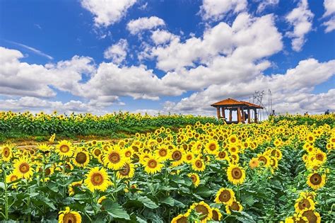 경상남도 함안군 제10회 강주해바라기 축제