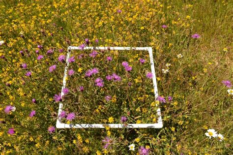 Flower Insect Timed Counts Fit Counts Help Monitor Pollinators