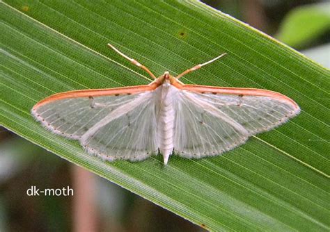 マエアカスカシノメイガ dk moth蛾フォルダ