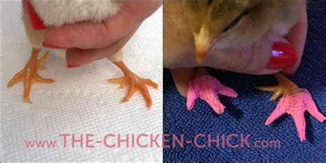 Deformed Chicken Feet