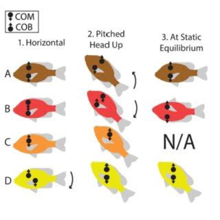 Four Possible Configurations Of The COM And COB Which Lead To Different Download Scientific