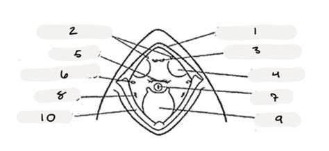 Lab Exam Flashcards Quizlet