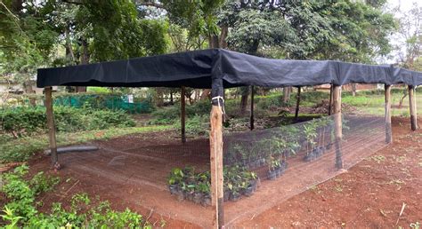 Tree Nursery At Uwcea Moshi United World Colleges