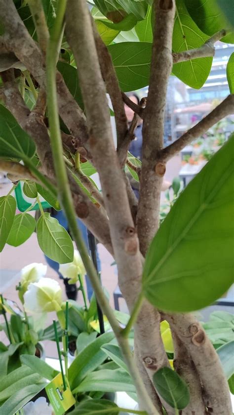 How To Propagate Ficus Benghalensis Propagate One