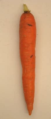 Root Modifications BIOL APBI 210 Lab Information