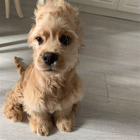 16 Reasons Cocker Spaniels Are The Worst Dogs To Live With Petpress