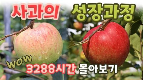 사과는 어떻게 자랄까요 사과의 성장 과정 How Does It Grow Apple Growth Process 🕒 Youtube