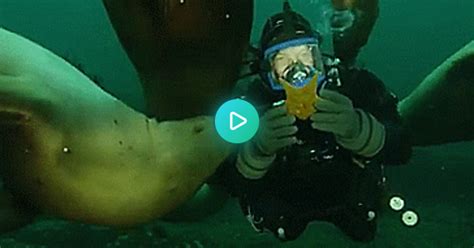 Sea Lions Try To Feed Noob Album On Imgur