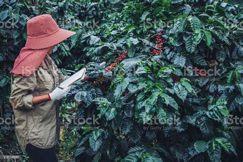노트북을 들고 커피 나무 가까이 서 있는 여자 커피에 대 한 학습 Robusta Coffee Crop에 대한 스톡 사진 및 기타 이미지 Robusta Coffee