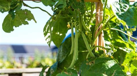 44 Types Of Beans Top Varieties To Grow At Home