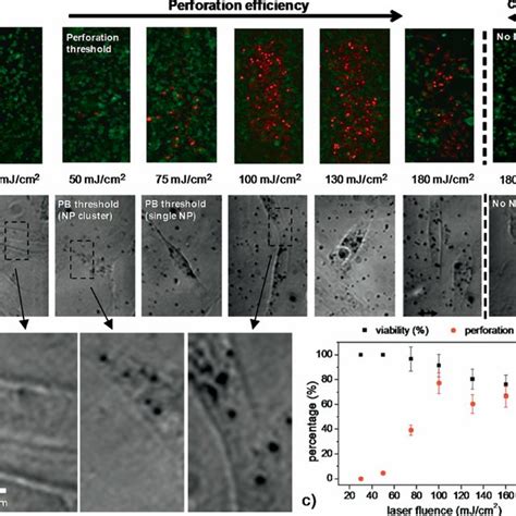 Pdf Cell Perforation Mediated By Plasmonic Bubbles Generated By A Single Near Infrared