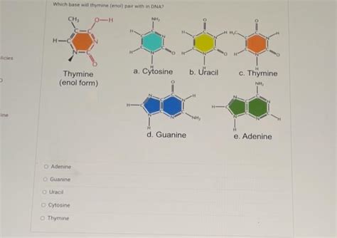 Solved Licies Ine Which Base Will Thymine Enol Pair With